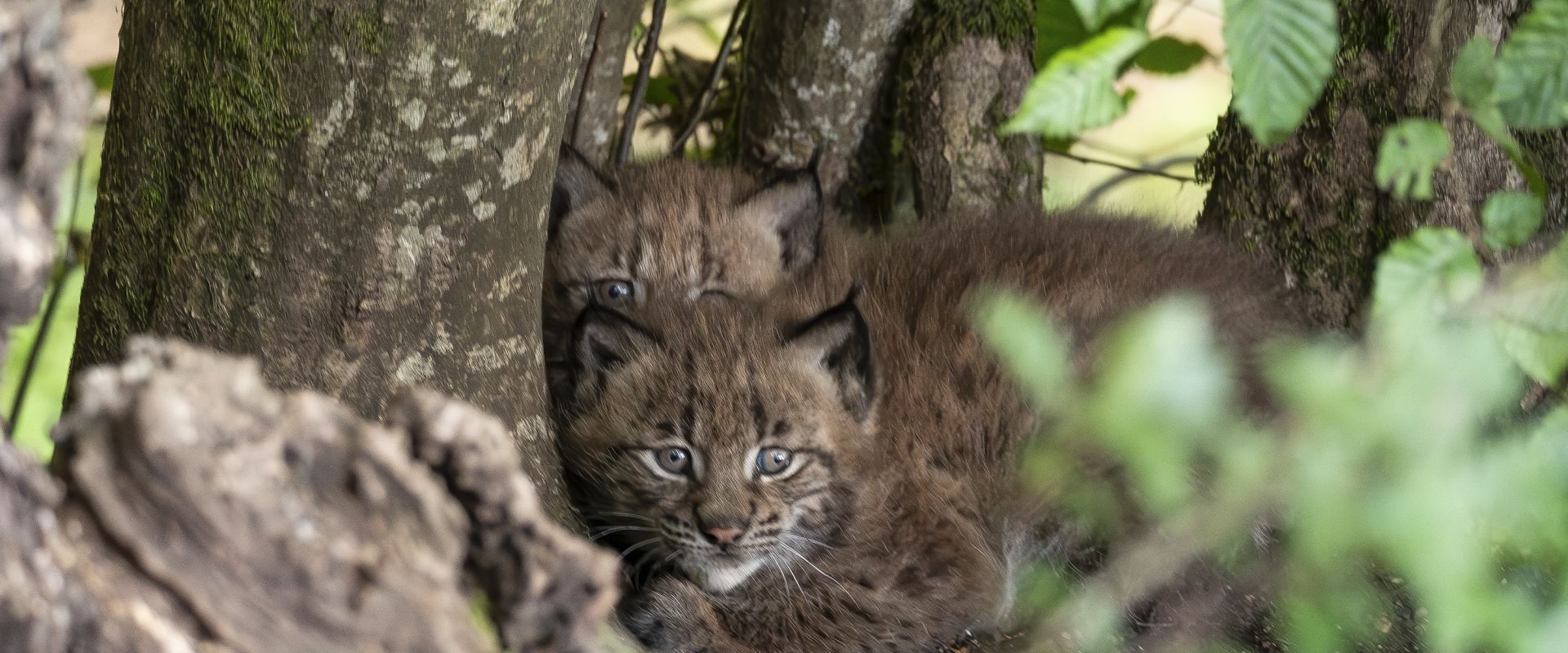 Deux bébés lynx ~ Grottes de Han