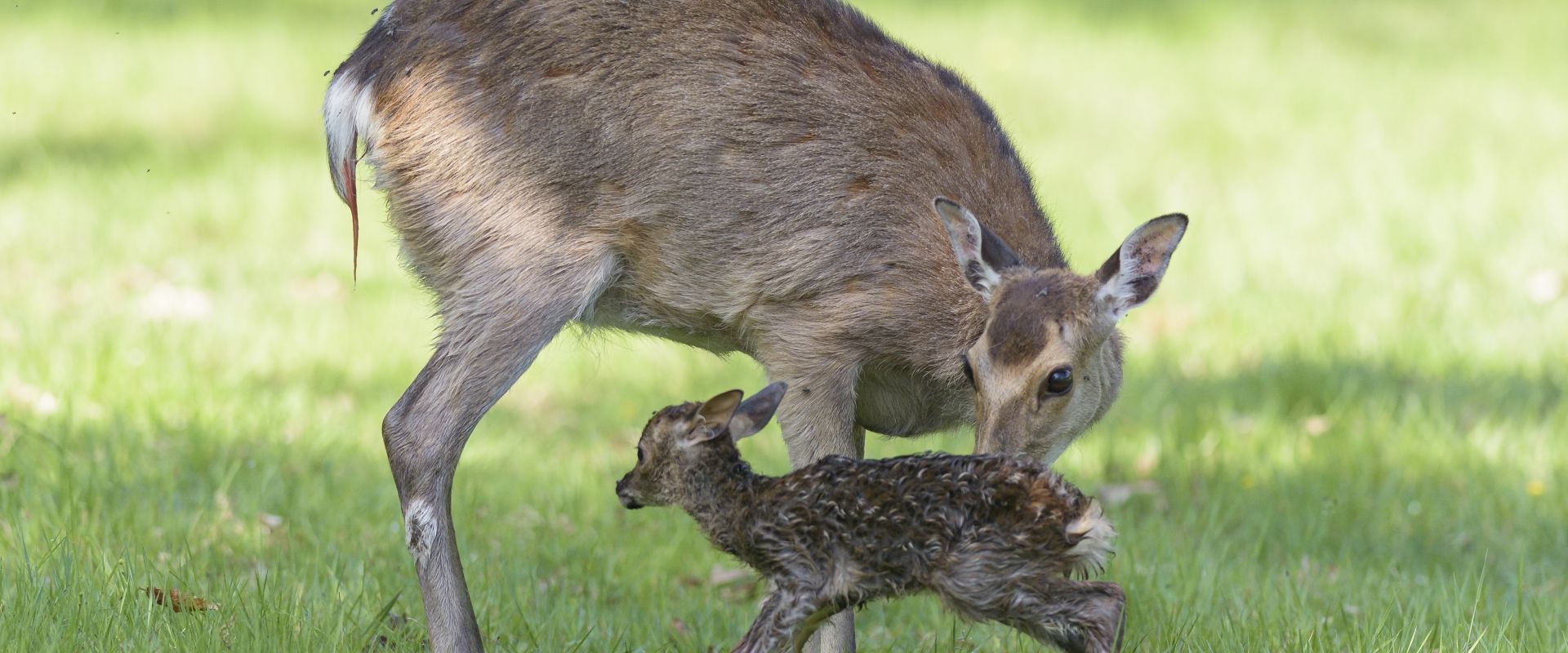 Sikahert ~ Grottes de Han