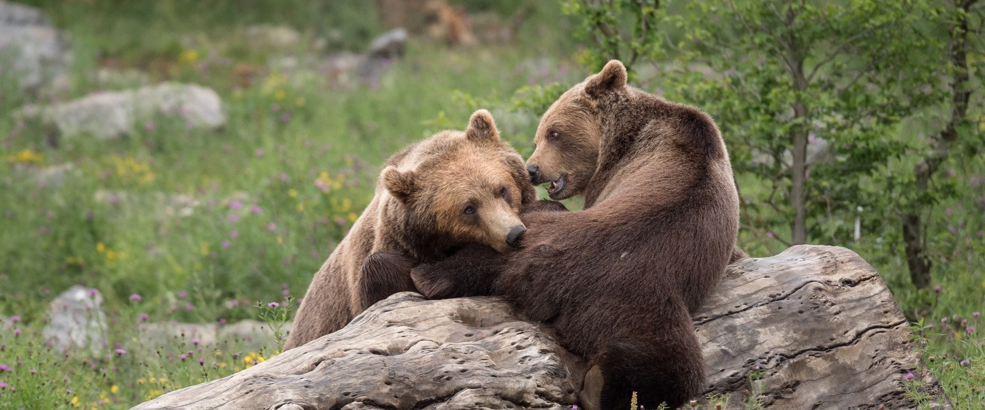 🎟️ Member Benefits: Discounts with Our Partners ~ Grottes de Han