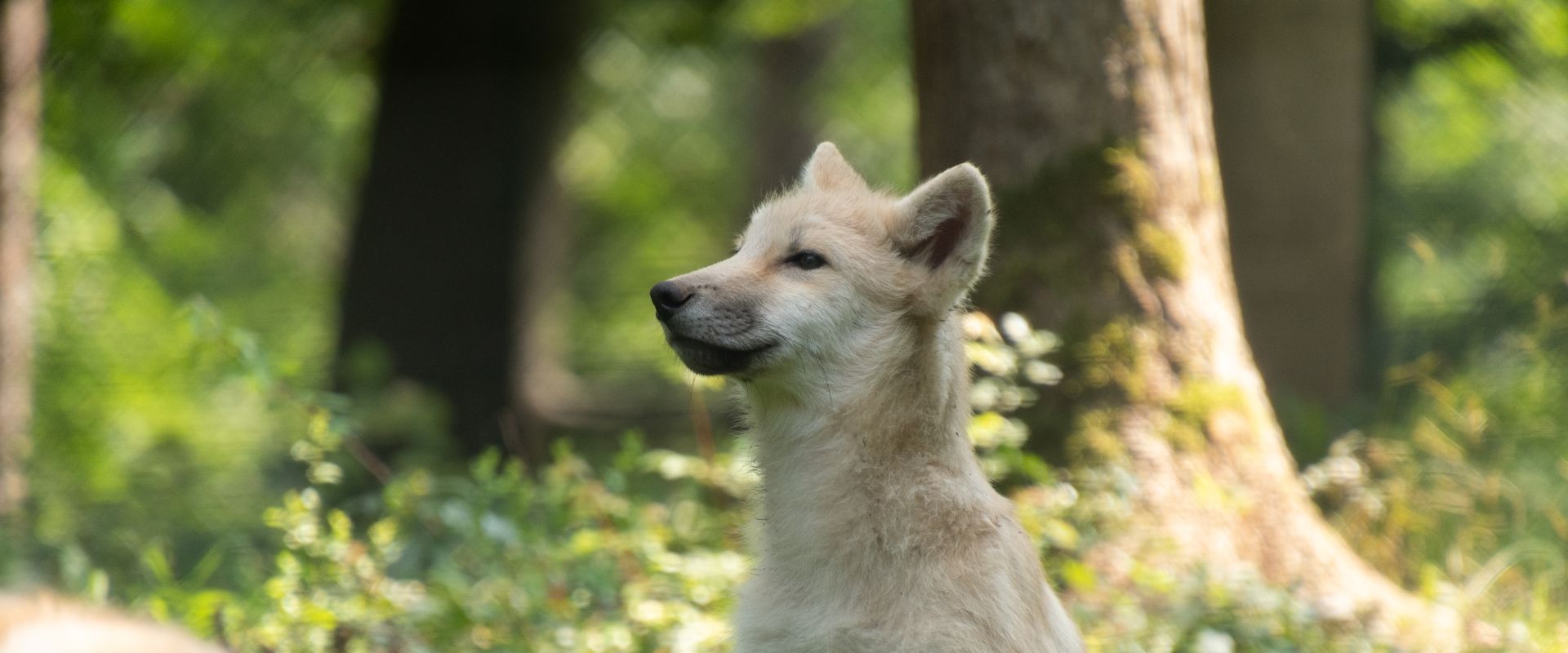 Histoires de Loups expliquées aux enfants ~ Grottes de Han