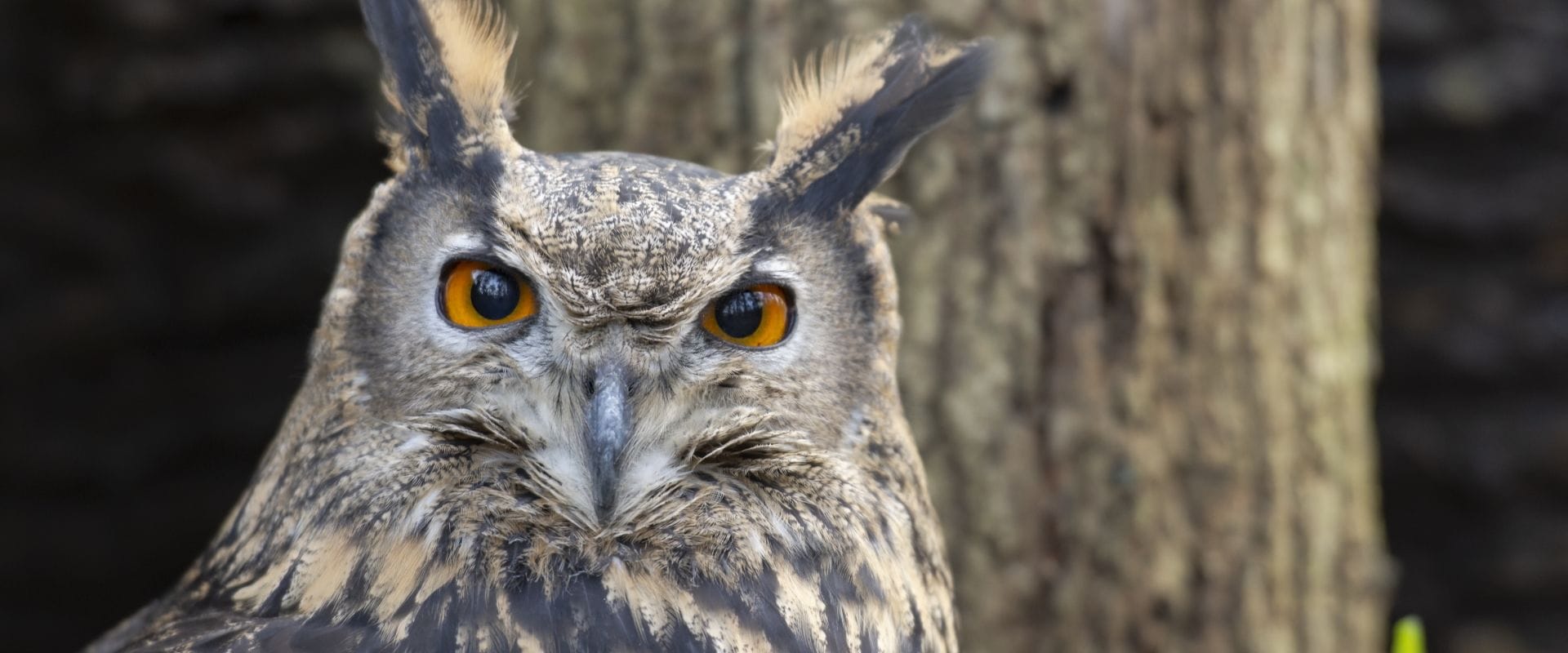 Hibou grand-duc sauvage à Han-sur-Lesse ~ Grottes de Han