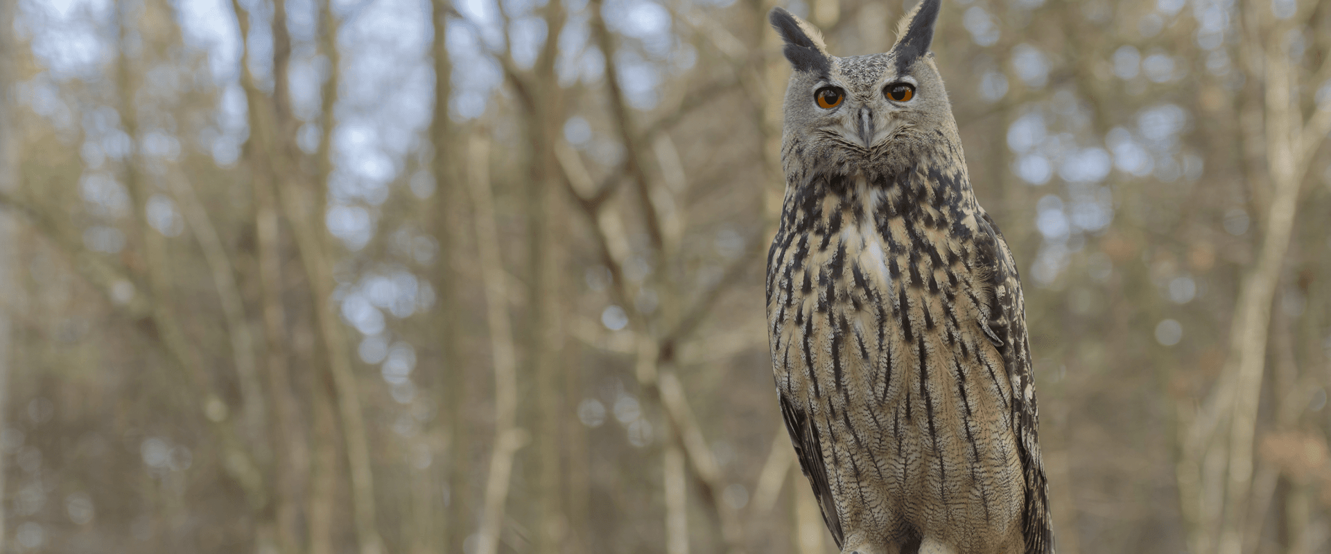 Hibou grand-duc - Parc Animalier - Domaine des Grottes de Han ~ Grottes ...