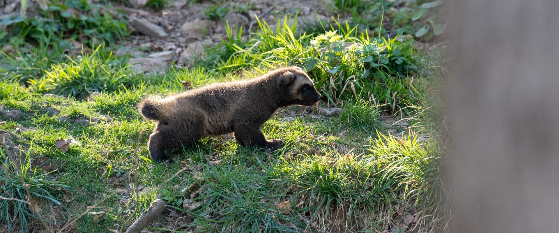 Glouton ~ Grottes de Han